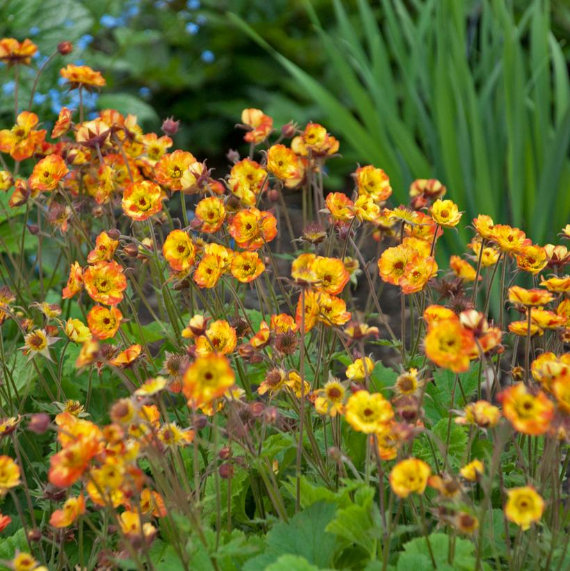 Alabama Slammer Avens - Van Wilgen's Garden Center