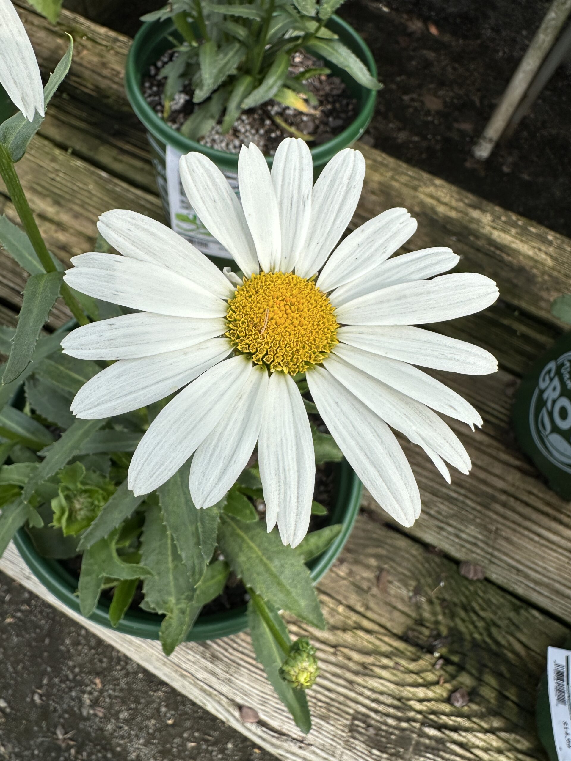 The Best Perennials to Plant This June - Van Wilgen's Garden Center