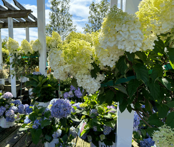 Hydrangea Varieties & Uses - Van Wilgen's Garden Center